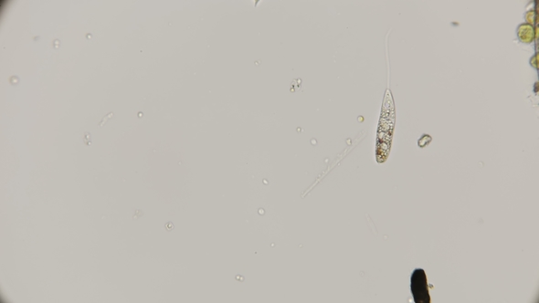 Peranema Microorganism in Motion, Under a Microscope, Stock Footage