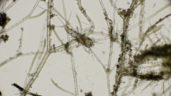 Larva of Ephemeroptera Under a Microscope, Stock Footage | VideoHive