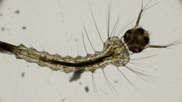 Larva of a Mosquito Under a Microscope, Stock Footage | VideoHive
