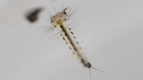 Larva of a Mosquito Under a Microscope, Stock Footage | VideoHive