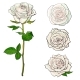 White Rose Blooms Set with Branch of Summer Flower, Vectors | GraphicRiver