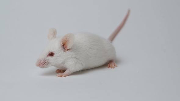 White Laboratory Mouse on a White Background, Stock Footage | VideoHive
