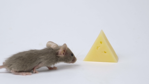 Little Mouse Eating Cheese, Stock Footage | VideoHive