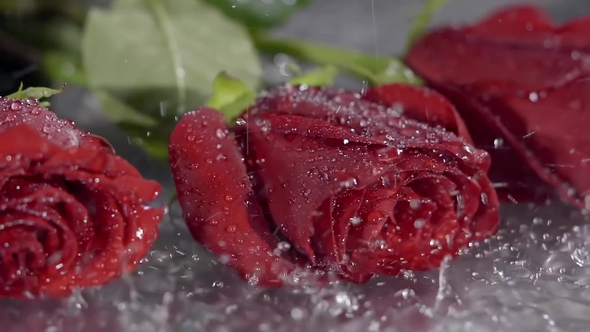 Red Rose Flowers in the Pouring Rain at Night in a Puddle of Water ...