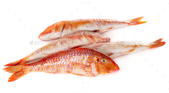Red mullet in studio Stock Photo by cynoclub | PhotoDune