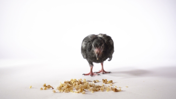 A Hungry Little Bird on a White Background Runs Up To the Grain and ...