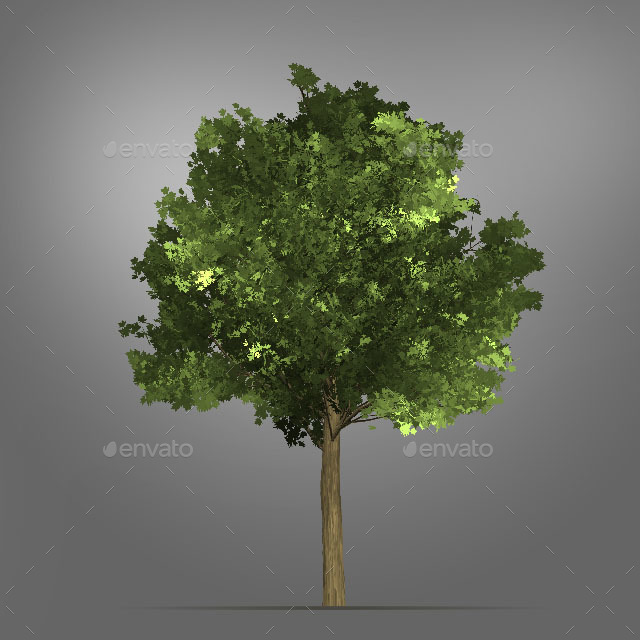 Trees - PNG and PSD, Graphics | GraphicRiver