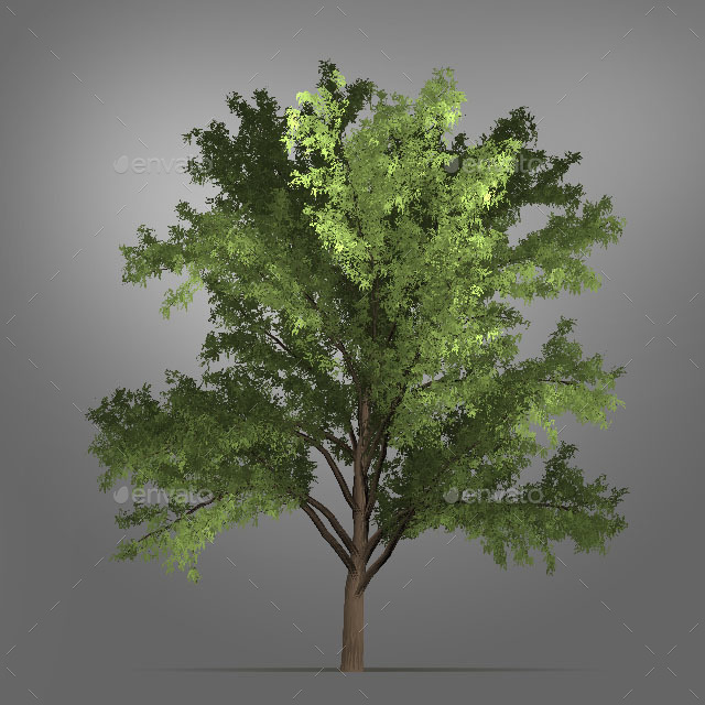 Trees - PNG and PSD, Graphics | GraphicRiver