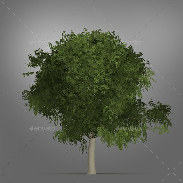 Trees - PNG and PSD, Graphics | GraphicRiver