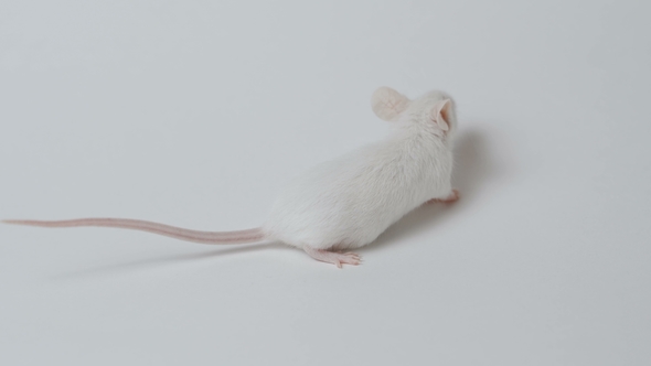 White Laboratory Mouse on a White Background, Stock Footage | VideoHive