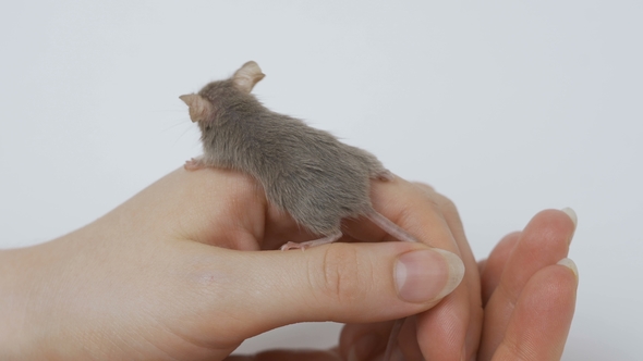 Girl Holds a Hand a Small Home Little Pet Brown Mouse ., Stock Footage