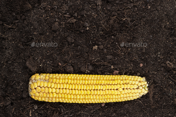 Corn Cob On The Ground Stock Photo by garloon | PhotoDune