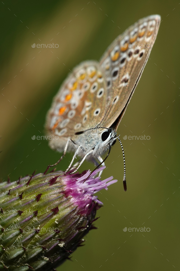 Northern blue (Plebejus idas) Stock Photo by DennisJacobsen | PhotoDune