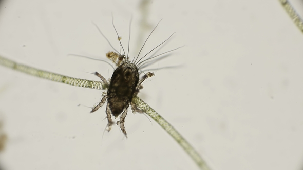 Common Mite (Flour) - Tyroglyphus Farinae, Prefers To Live on the ...