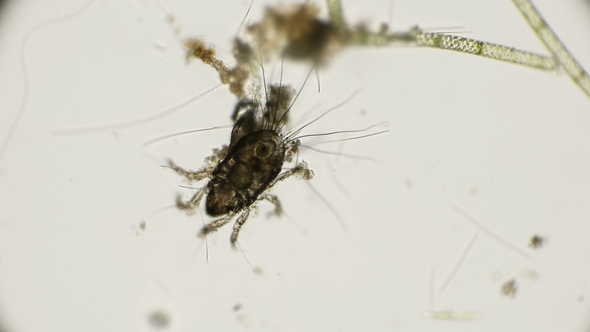 Common Mite (Flour) - Tyroglyphus Farinae, Prefers To Live on the ...