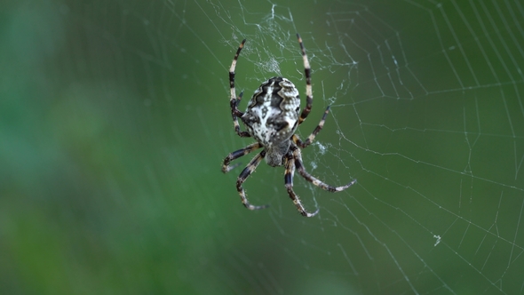 Cross Spider Araneus Diadematus Female in the Center of the Web, Stock ...