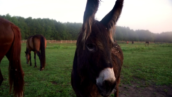 Donkey Looking Camera at Horse Pasture, Stock Footage | VideoHive