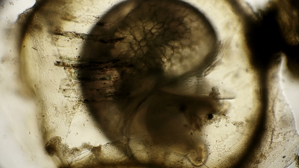 Movement of the Snail Embryo in the Egg, Under a Microscope, Stock Footage