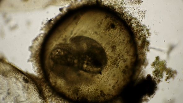 Movement of the Snail Embryo in the Egg, Under a Microscope, Stock Footage