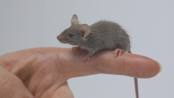 Animal Domestic Gray Mouse, Stock Footage | VideoHive