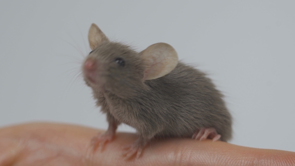 Animal Domestic Gray Mouse, Stock Footage | VideoHive