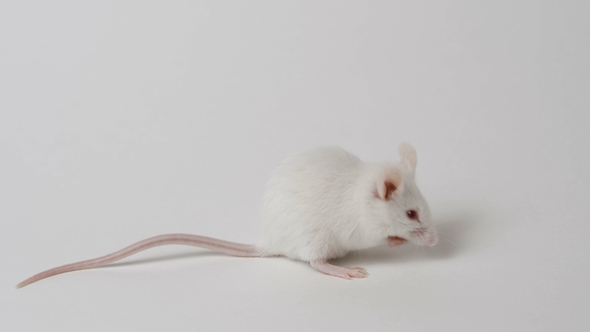 White Mouse Is Cleaned and Runs on a White Background, Stock Footage