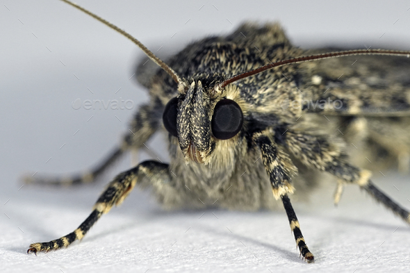 Svensson's copper underwing moth (Amphipyra berbera) Stock Photo by ...