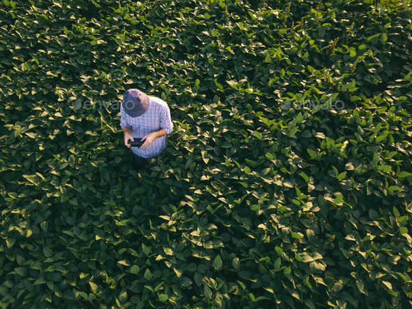 Farmer agronomist using drone to observe soybean field Stock Photo by ...