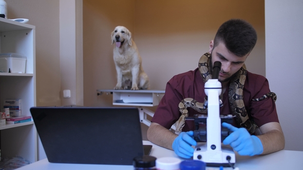 Veterinary Worker Using Microscope at Pet Clinic, Stock Footage | VideoHive