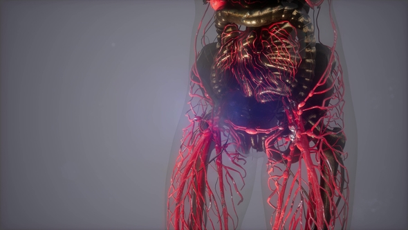 Human Body with Glow Blood Vessels, Motion Graphics | VideoHive