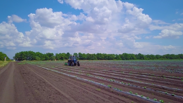 Cucumbers.Vegetables Growing. A Blue Tractor Brings Fertilizers To ...