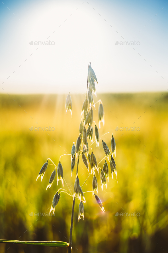 Close Up Of Oat Florets In Green Young Oat Plantation In Field Stock ...