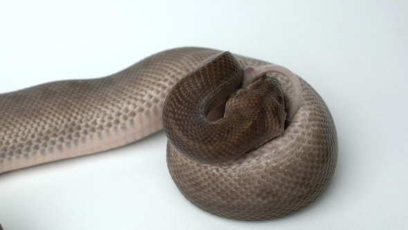 Constrictor Snake Eats the Rat in Swamp, Shot, Stock Footage | VideoHive