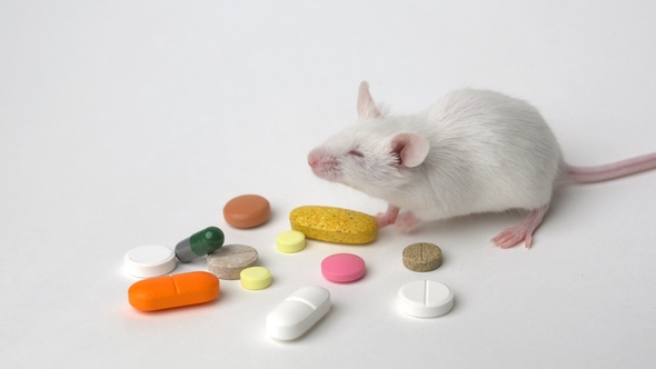 White Laboratory Mouse Is Trying Medicine on a White Background, Stock ...
