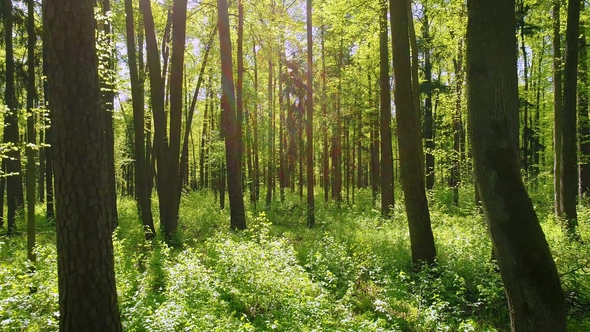 Flying Between the Trees in the Spring Forest, Stock Footage | VideoHive