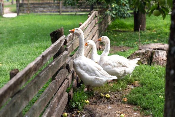 Curious geese Stock Photo by fotyma | PhotoDune
