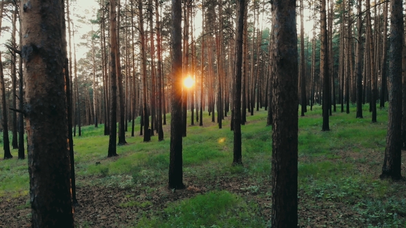 Summer Forest Trees Woods at Sunset Sun Shining Through, Stock Footage