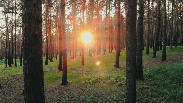 Summer Forest Trees Woods at Sunset Sun Shining Through, Stock Footage