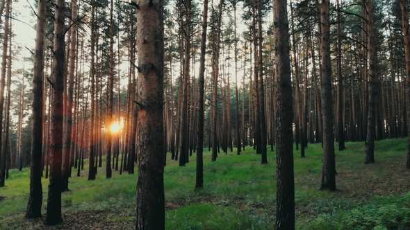 Summer Forest Trees Woods at Sunset Sun Shining Through Trees Nature ...
