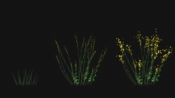 Growing Yellow Flower, Motion Graphics | VideoHive