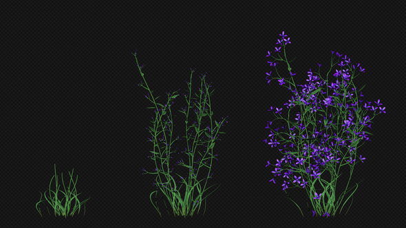 Purple Flowers Growing, Motion Graphics | VideoHive