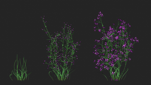 Pink Flowers, Motion Graphics | VideoHive