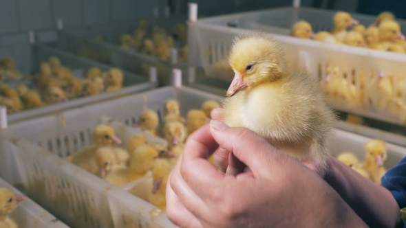 Farmer Holds One Bird, . Poultry Farming, Poultry Industry, Poultry ...