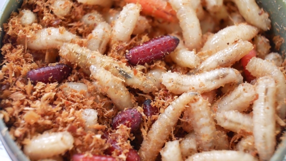 Crawling Maggots As Bait for Fishing Rod, Stock Footage | VideoHive