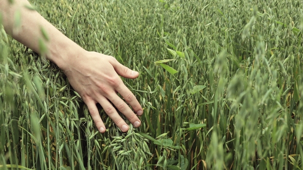Hand of Farmer Touching Oats Harvest, Stock Footage | VideoHive