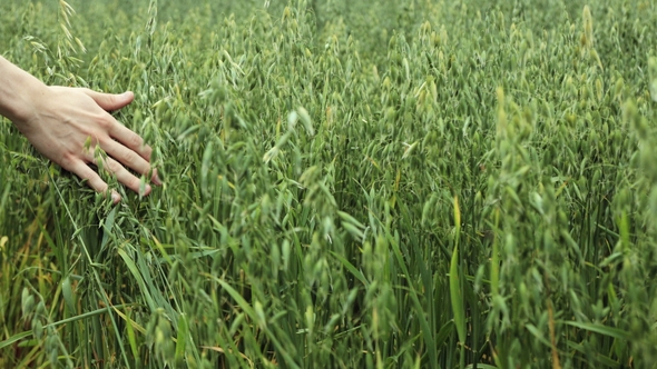 Hand of Farmer Touching Oats Harvest, Stock Footage | VideoHive