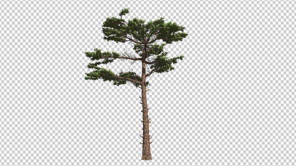 Pine Tree, Motion Graphics | VideoHive