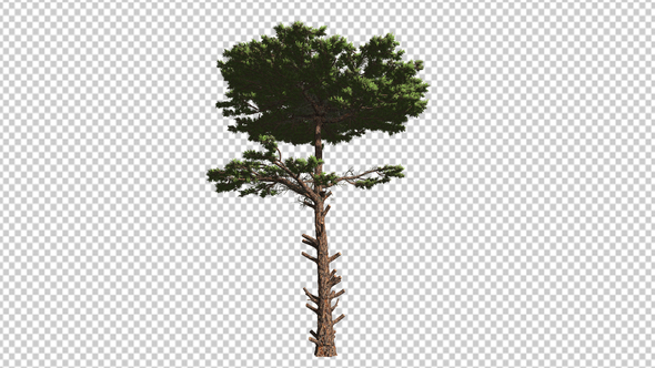 Kind Of Pine Tree, Motion Graphics | VideoHive