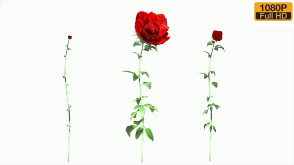 Rose Growing, Motion Graphics | VideoHive