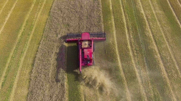 Aerial of Red Combine Harvester Working on Large Wheat Field, Stock Footage